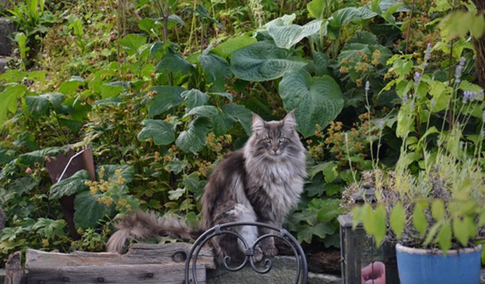12 Fakta Menarik Norwegian Forest Cat, Kucing Besar dari Norwegia - Kids