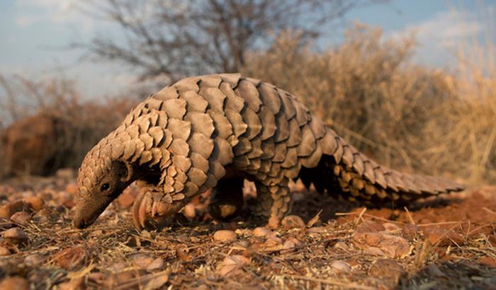 Geografi Kelas XI SMA: Mengenal Wilayah Neotropik serta Jenis Faunanya ...