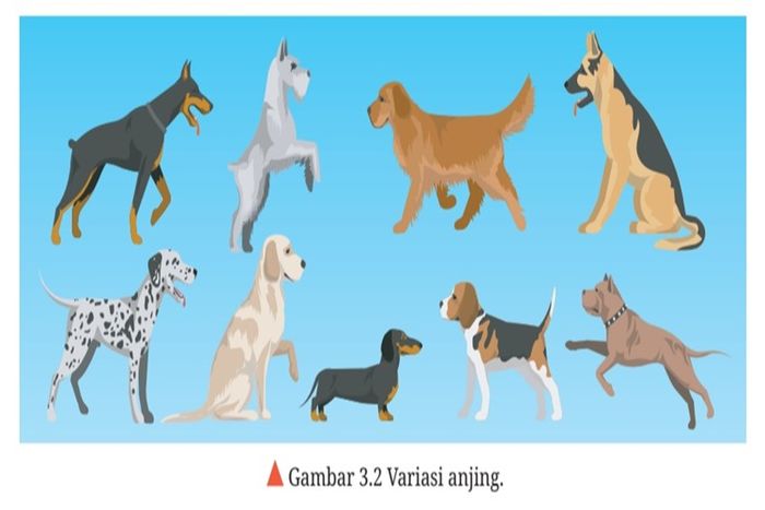 Jawab Soal Aktivitas 3.1 Mengamati Variasi Anjing, Materi Biologi Kelas ...
