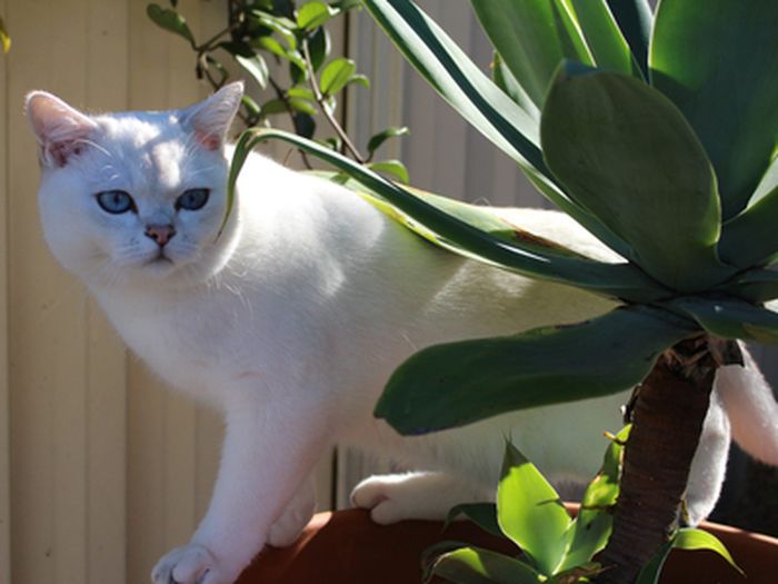 15 Fakta Ilmiah Burmilla, Kucing Hasil Persilangan Ras Burma dan Persia ...