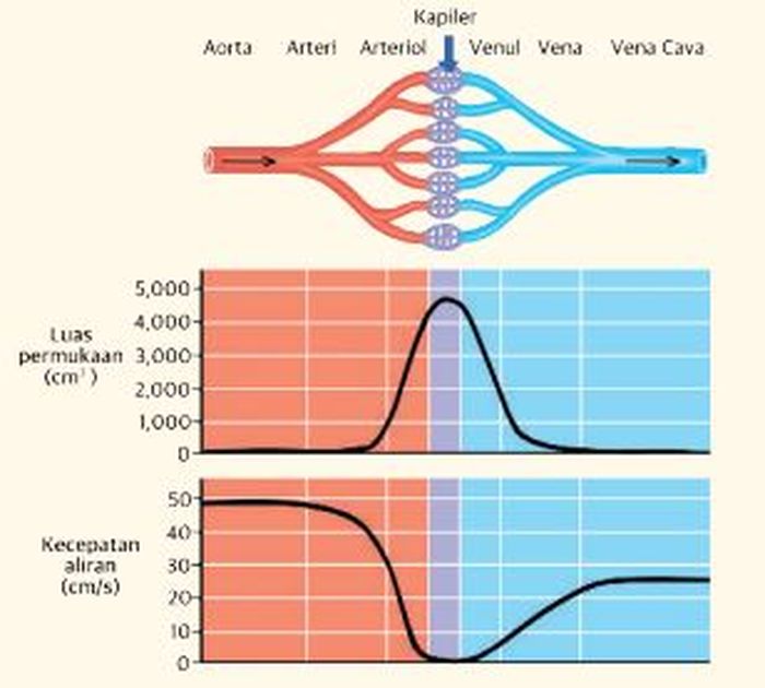 Kunci Jawaban Soal Pembuluh Kapiler Biologi Kelas XI SMA Kurikulum ...
