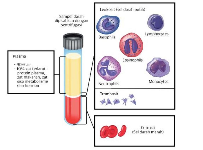 Kunci Jawaban Aktivitas 4.6 tentang Komponen Darah dalam Mengangkut Zat ...