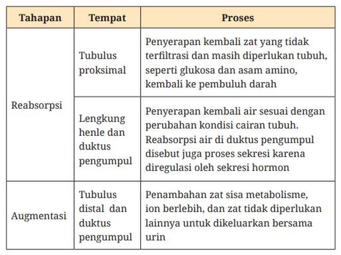 Mengenal Proses Pembentukan Urine di Ginjal, Bab 4 Biologi Kelas XI SMA ...