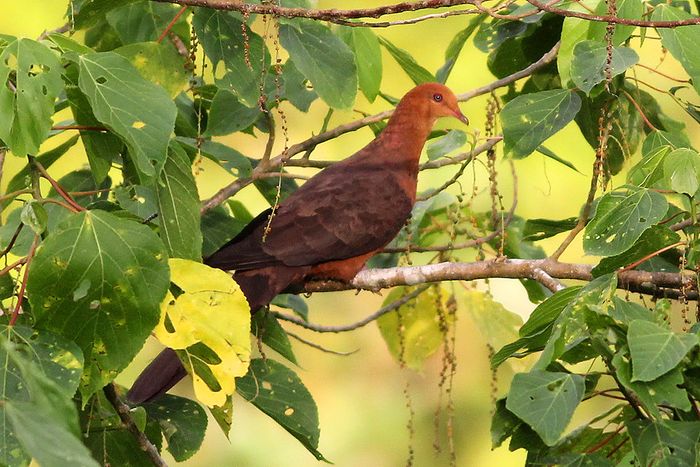 Bertambahnya Keragaman Spesies Burung di Indonesia - National Geographic