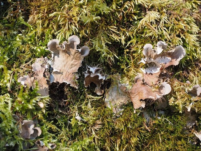 Mengenal Apa Itu Mikoriza serta Fungsinya bagi Tanaman - Semua Halaman ...