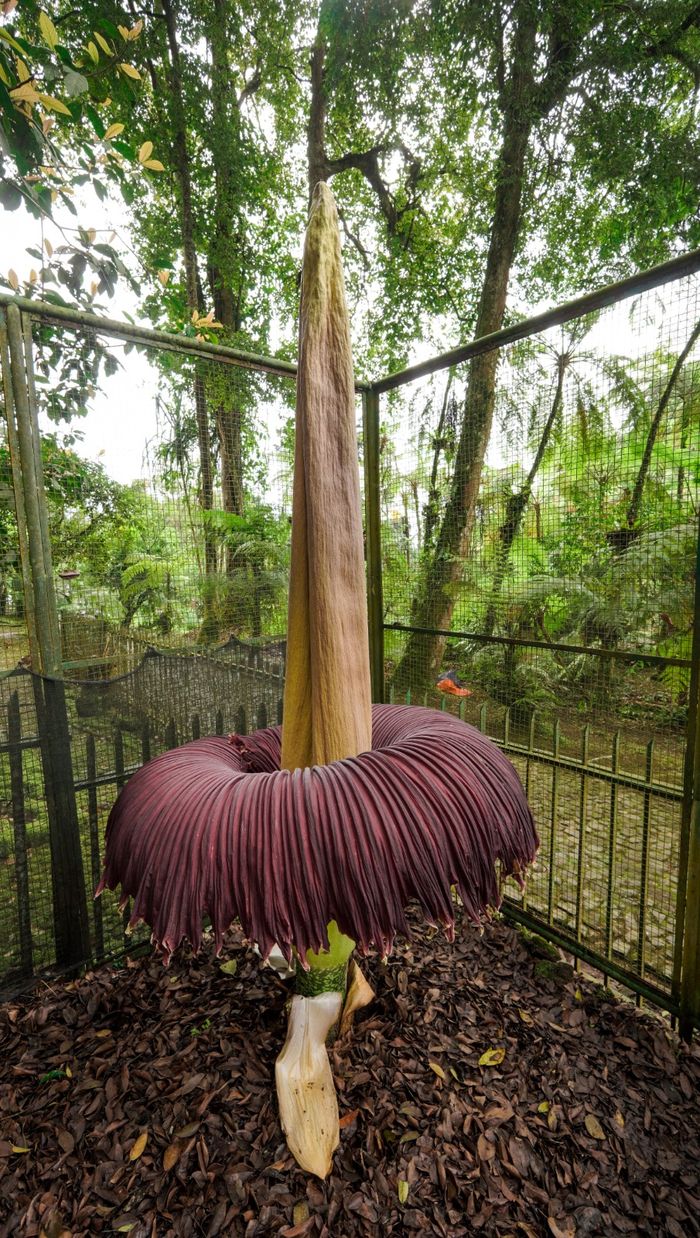 Mekarnya 'Amorphophallus titanum', Merayakan 172 Tahun Kebun Raya ...