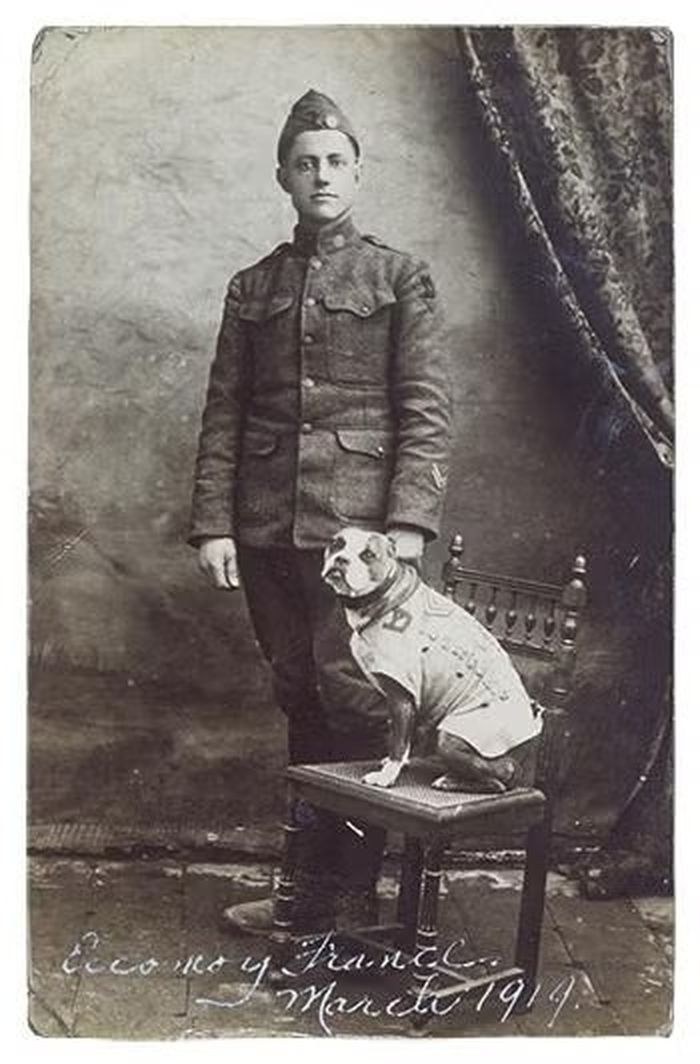 Sersan Stubby, Anjing yang Jadi Pahlawan Militer AS dalam Sejarah ...