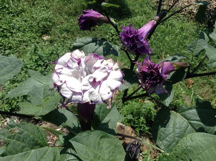 Tumbuhan Kecubung: Antara Obat dan Racun yang Menyebabkan Halusinasi ...