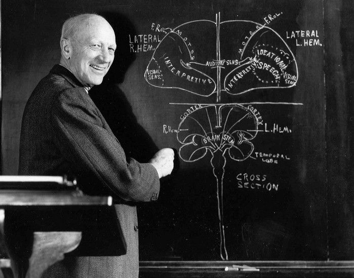 Jadi Google Doodle Hari Ini, Inidia Sosok Wilder Penfield Yang Dikagumi ...