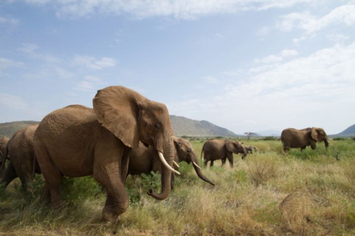 Dunia Hewan: Deretan Binatang Terbesar di Dunia yang Masih Hidup ...