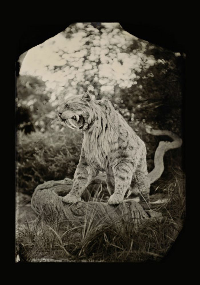 Mangsa Punah saat Zaman Es, Bagaimana Serigala Purba Bertahan Hidup ...