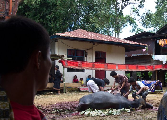 Mengikuti Ritual Rambu Solo di Mamasa, Apa Bedanya dengan di Toraja ...
