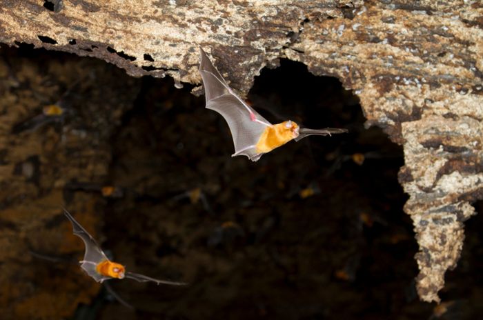 Kesatria Malam Penyambat Nyawa, Ketika Kita Bergantung pada Kelelawar ...