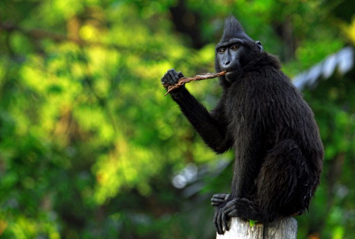 Makaka Pendaulat Takhta, Kisah Sosial Politik Yaki di Sulawesi Utara ...