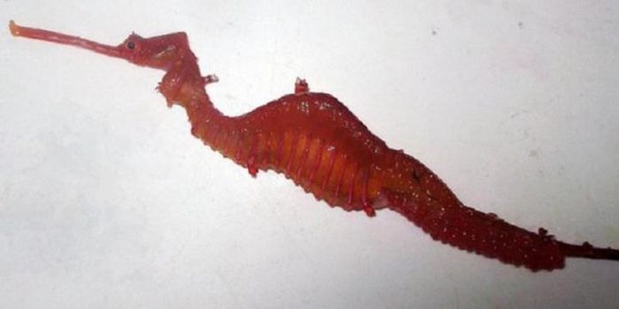 Unik dan Indah, Ilmuwan Menguraikan Kode Genom Naga Laut Berdaun ...