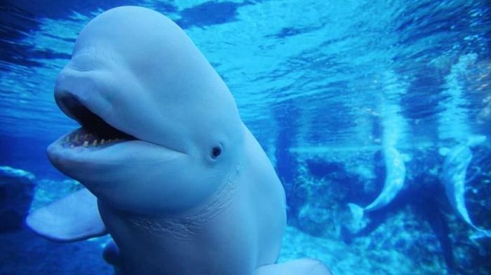 Kemunculan Paus Beluga di Puget Sound Bikin Heboh, Ini Alasannya ...