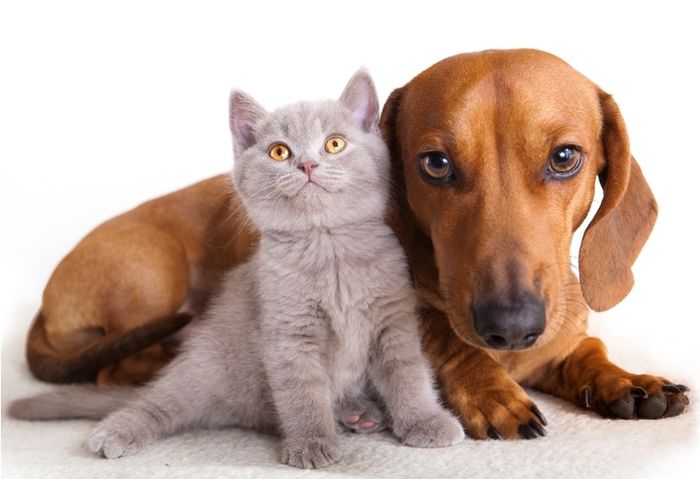 Selidik Sains: Mengapa Anjing dan Kucing Gemar Dielus di Kepalanya ...