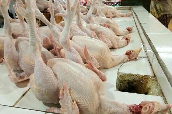 Hati-hati, 6 Bagian Tubuh Ayam Ini Berbahaya, Jangan Dimakan Terlalu ... Hati-hati, 6 Bagian Tubuh Ayam Ini Berbahaya, Jangan Dimakan Terlalu ...