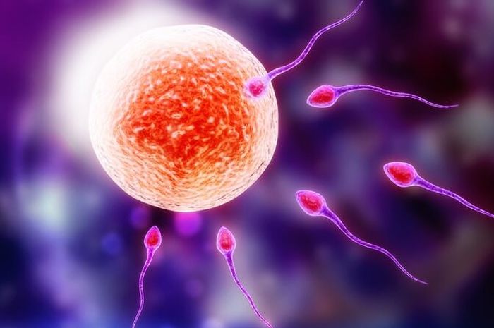 Yuk Kenali Apa sih Sebenarnya Ovulasi Itu? Simak Penjelasannya di Sini