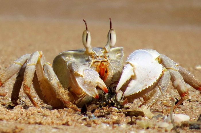 Sama-Sama Hewan Bercapit, Ini 5 Perbedaan Kepiting dan Rajungan yang ...