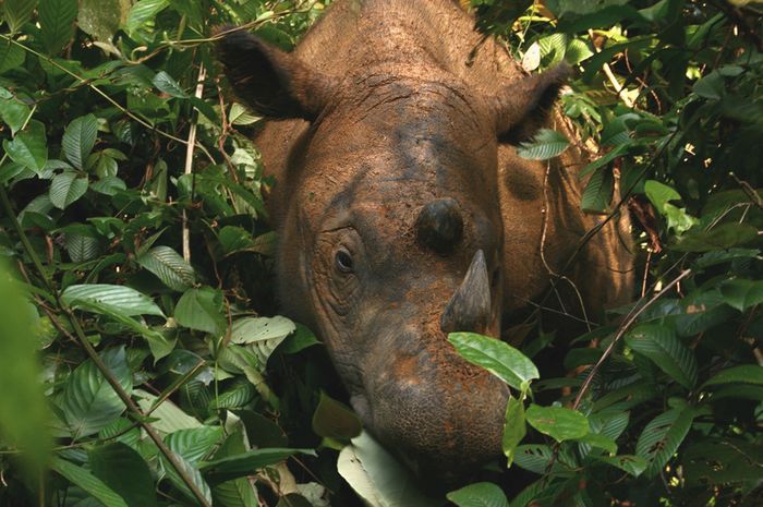 Infografis: Kita Kenali Badak yang Ada di Indonesia Lebih Dekat, Yuk ...