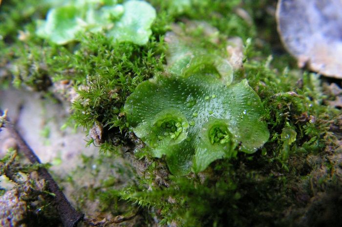 Sering Dianggap Tidak Berguna, Lumut Hati Ternyata Bisa Digunakan ...