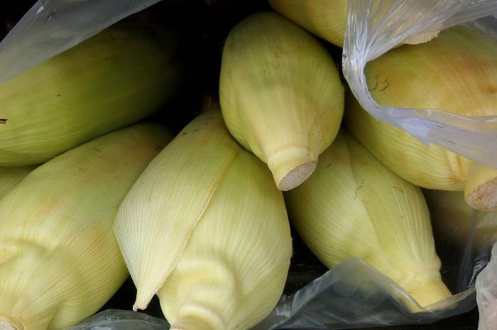 Serba-serbi Jagung, Makanan Pengganti Nasi yang Kaya Nutrisi - Bobo Serba-serbi Jagung, Makanan Pengganti Nasi yang Kaya Nutrisi - Bobo