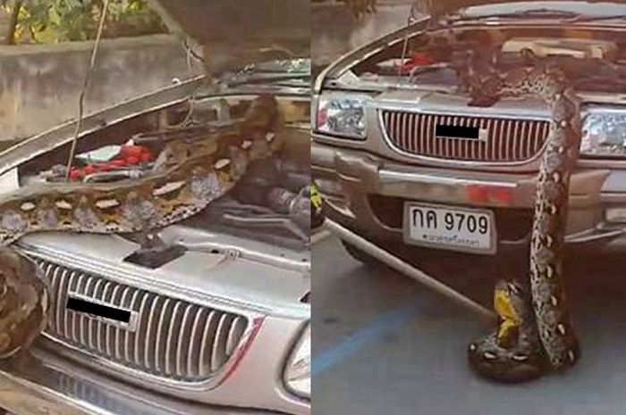 Seekor Ular Piton Raksasa Sembunyi dalam Kap Mobil, Ternyata Ini Alasan ... Seekor Ular Piton Raksasa Sembunyi dalam Kap Mobil, Ternyata Ini Alasan ...