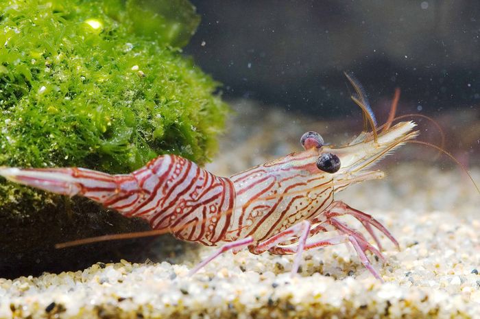 Perkenalkan, Udang Punuk Unta yang Memiliki Motif Indah di Tubuhnya - Bobo