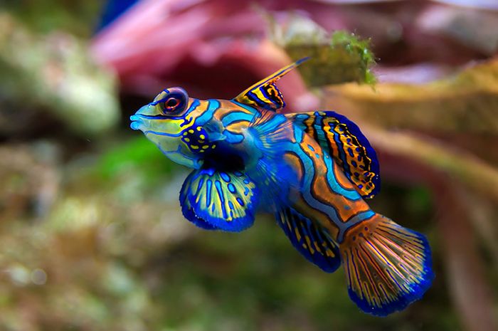 Mandarin Fish, Ikan Cantik dan Pemalu yang Hidup di Perairan Indonesia ...