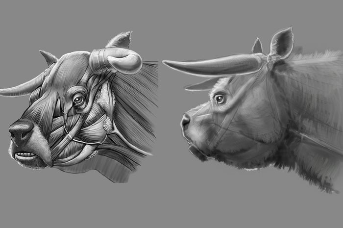 Yuk, Temui Spesies Sapi Berkepala 'Bulldog' yang Telah Punah Ini ...