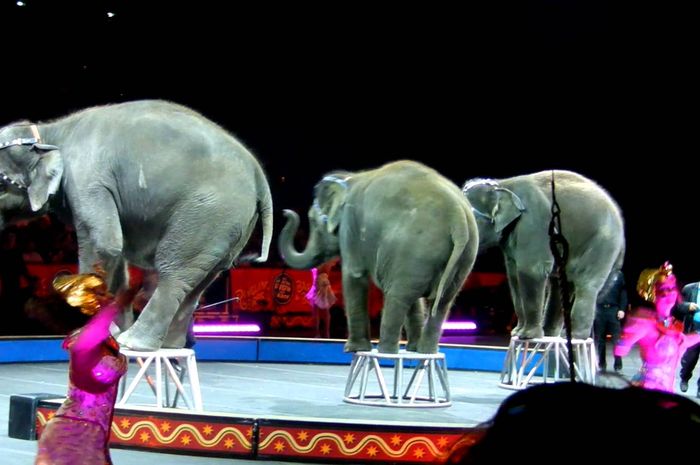 Karena Banyaknya Gajah yang Masuk Arena Sirkus, Maka Lahirlah Kata ...
