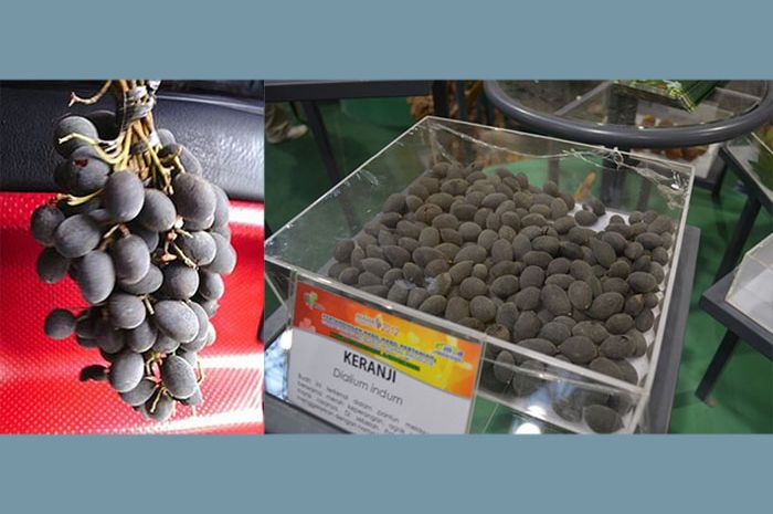 Mengenal Buah Asam Kranji, si Asam Beludru - Bobo