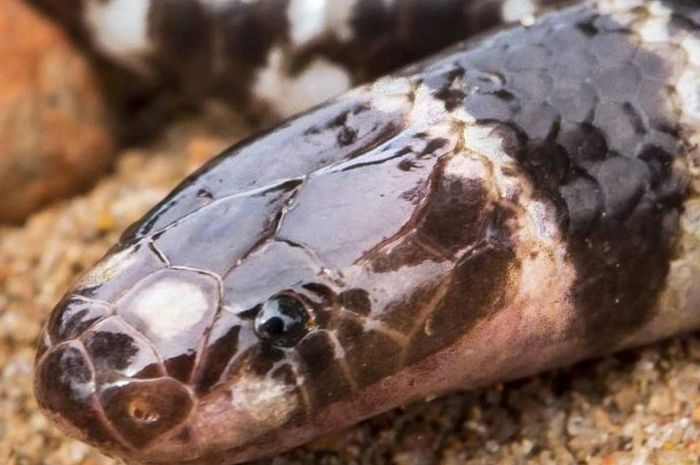Spesies Ular yang Baru Ditemukan di Australia Terancam Punah - National ...