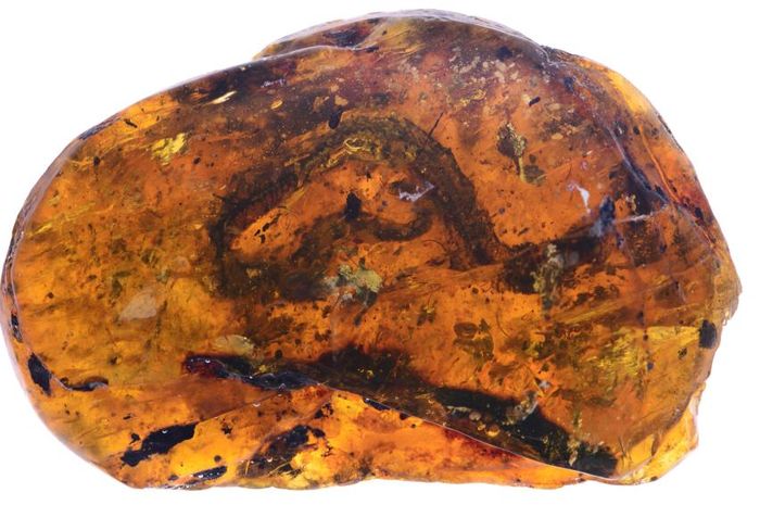 Bayi Ular Tertua dari Era Dinosaurus Ditemukan dalam Sebuah Ambar ...