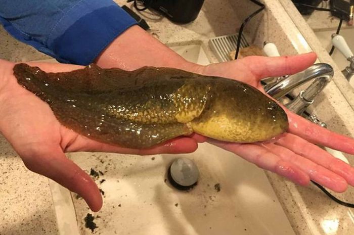 Goliath, Kecebong Raksasa yang Baru Pertama Kali Ditemui Ilmuwan - Bobo