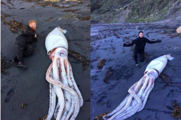 Penyelam Temukan Cumi-cumi Raksasa yang Lebih Besar Dari Tubuh Manusia ...