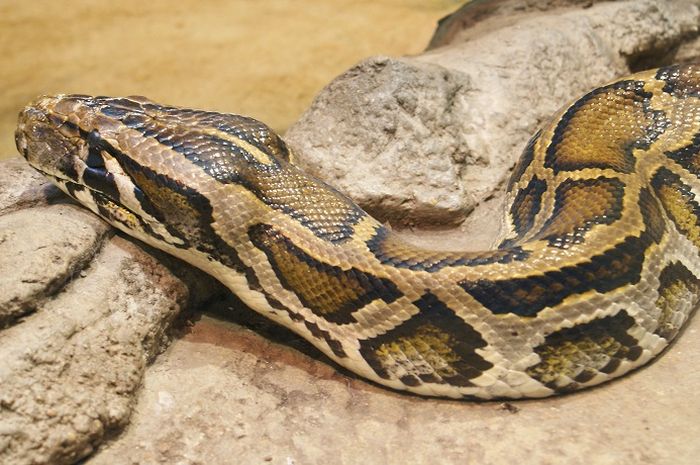 Ular Piton Burma Sangat Kuat, Ternyata Mereka Mengalami Perubahan Gen ...