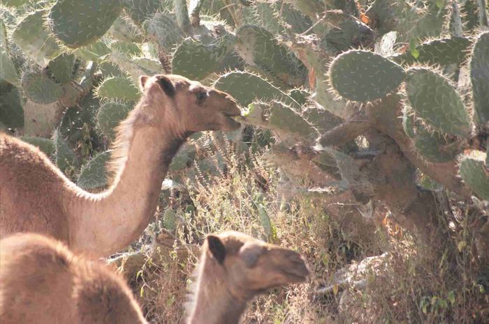 Hebat, Unta Sanggup Mengunyah Tanaman Berduri dan Menelannya, lo! - Bobo
