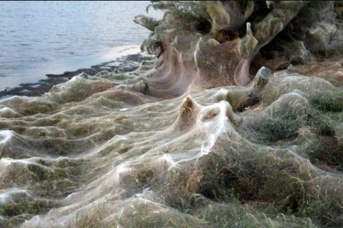 Jaring Laba-laba Raksasa Seluas 300 Meter Selimuti Daratan di Aitoliko ...