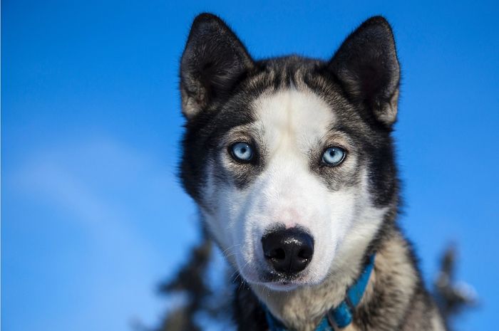 Mengapa Anjing Siberian Husky Bisa Punya Mata Biru? - Bobo