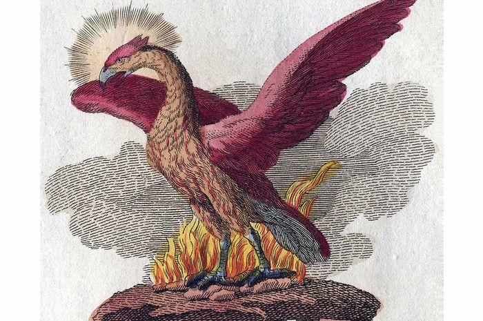 Bisa Hidup Ratusan Tahun dan Bangkit Kembali, Burung Phoenix Menjadi ...
