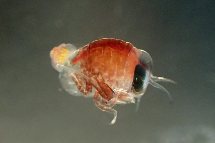 Terlihat Seperti Ransel, Siput Laut Ini Digunakan untuk Menghindari ...