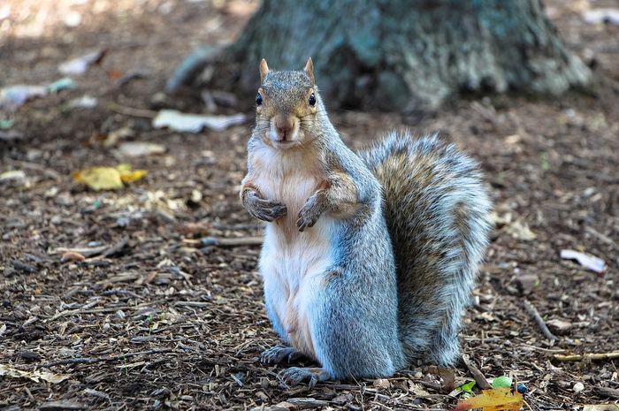 Foto Unik Tupai di Jepang Viral, Bagaimana Sebenarnya Anatomi Tupai? - Bobo