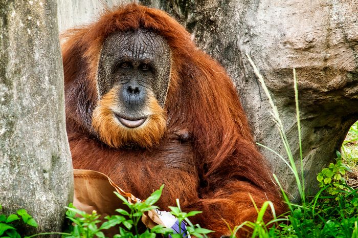 Hutan di Rawa Tripa Berkurang, Kehidupan Orangutan Sumatra Terancam - National Geographic