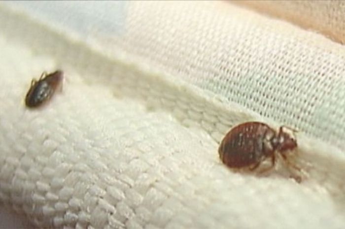 6 Cara Ampuh Usir Kutu Busuk di Kasur Tanpa Vacuum Cleaner, Dijamin ...