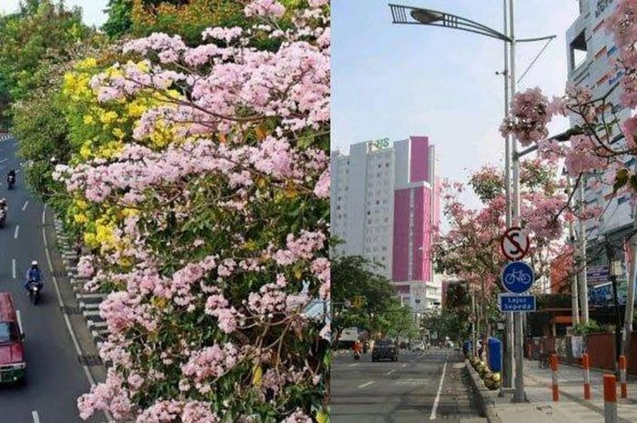 Bunga Tabebuya di Surabaya Serasa di Jepang. Ternyata Ditanam Sejak 8 ...