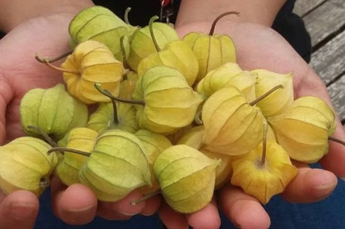 Pantas Kini Harganya Selangit, Ceplukan Ternyata Punya Khasiat ...