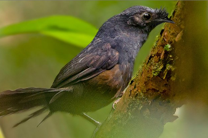 Peneliti Temukan Burung Paling Langka di Dunia, Seperti Apa? - National ... Peneliti Temukan Burung Paling Langka di Dunia, Seperti Apa? - National ...