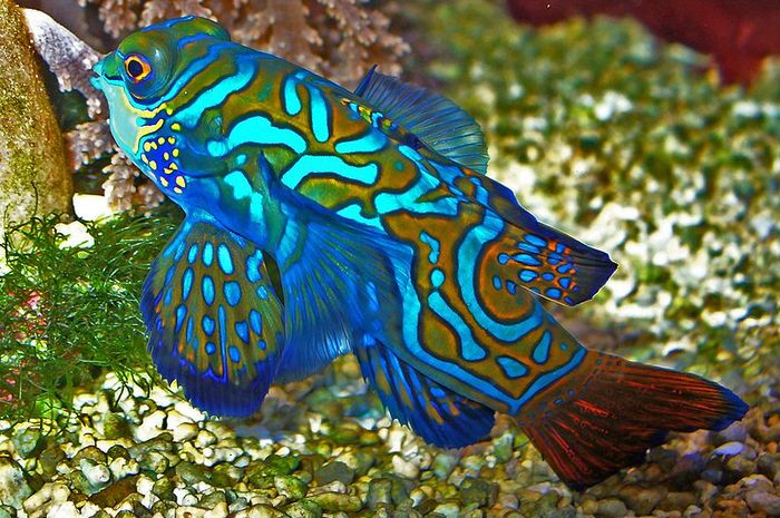 Hati-Hati! Ikan Mandarin yang Cantik Ini Ternyata Beracun, lo! - Bobo